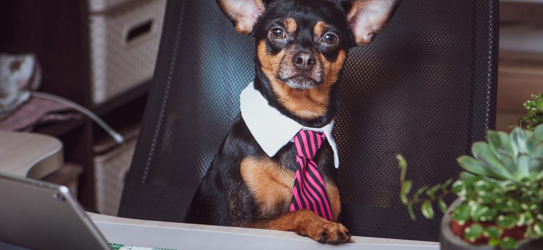 The Pros And Cons Of A Pet Friendly Office Policy The Accountancy The Pros And Cons Of A Pet Friendly Office Policy The Accountancy